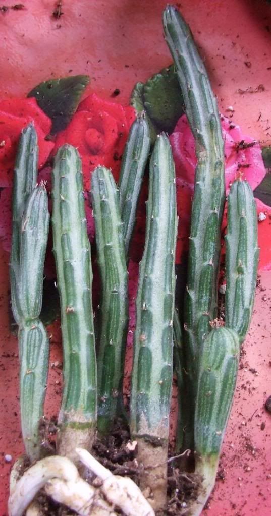 Love The Roots.. - CactiGuide.com